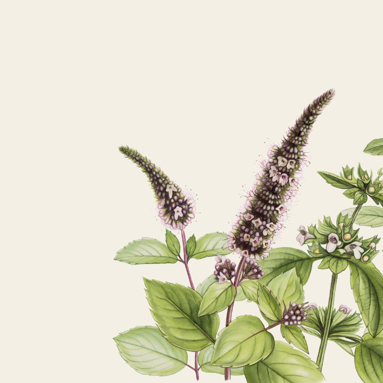 Living Alchemy – Living Alchemy CANADA